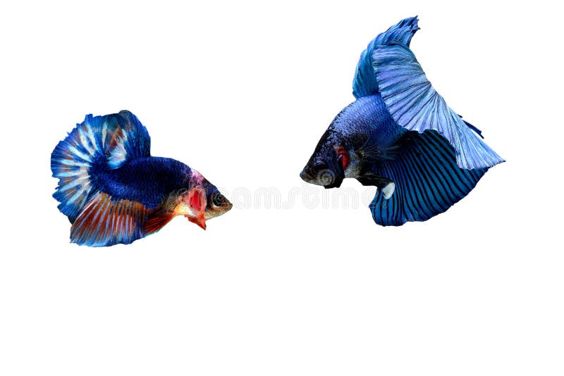 Siamese fighting fish stock image. Image of fresh, beautiful - 79516587