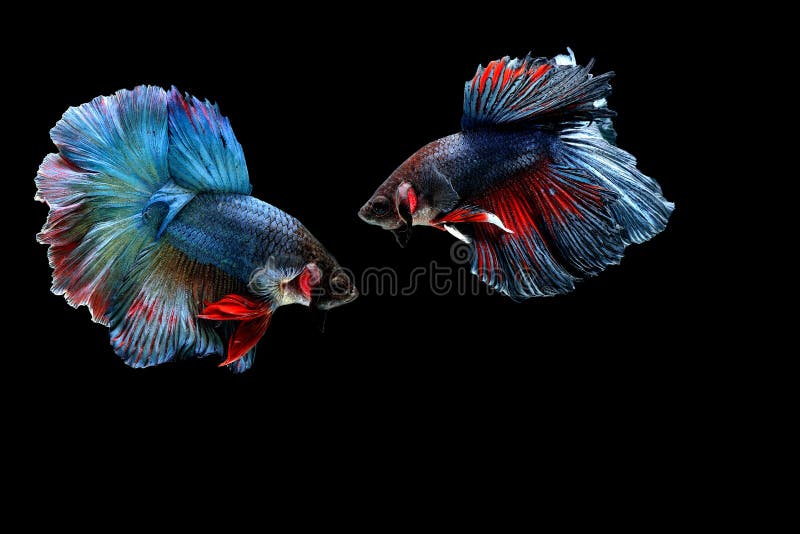 Siamese fighting fish stock image. Image of colorful - 79517207