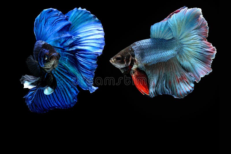 Siamese fighting fish stock photo. Image of studio, macro - 80146330