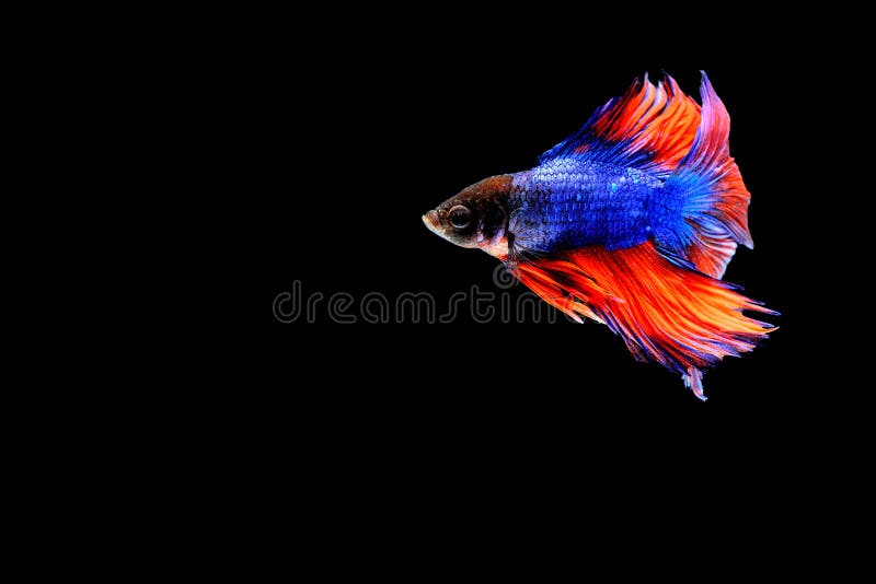 Siamese fighting fish stock image. Image of siamese, fish - 80148473