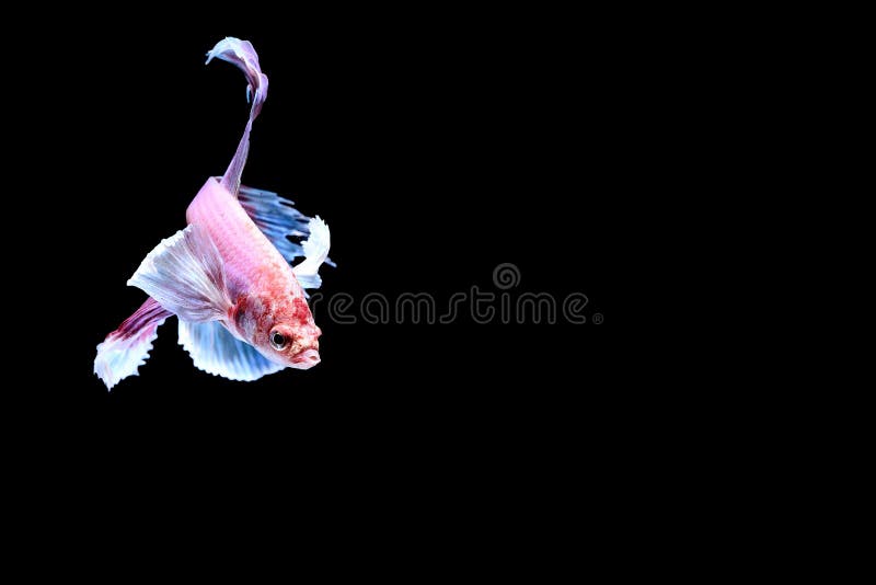 Siamese fighting fish stock photo. Image of betta, blue - 84038144