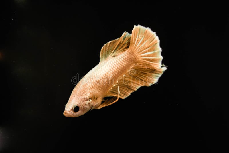 Siamese fighting fish stock photo. Image of fish, biology - 129413252