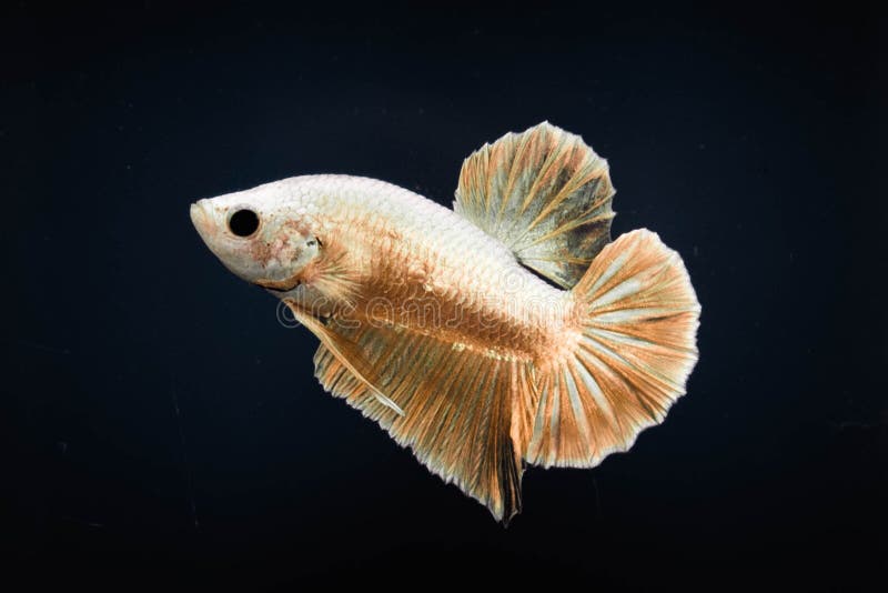 Siamese fighting fish stock image. Image of splendens - 129413269