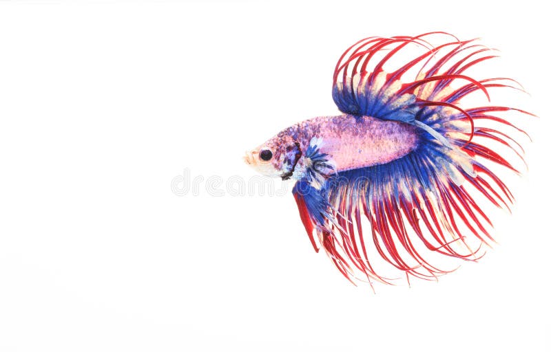 Siamese fighting fish stock photo. Image of breathe, breathing - 65016640