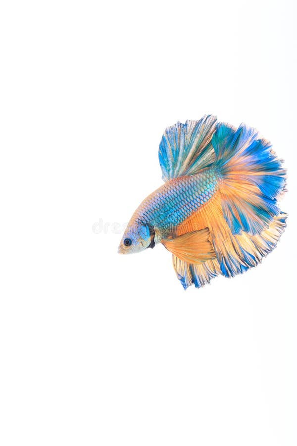 Siamese fighting fish stock photo. Image of breathe, breathing - 65016640