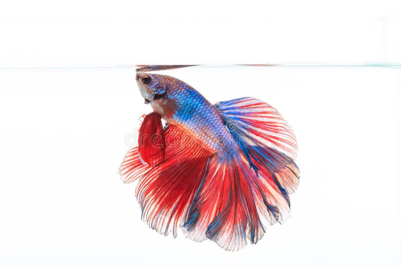 Siamese fighting fish stock photo. Image of breathe, breathing - 65016640