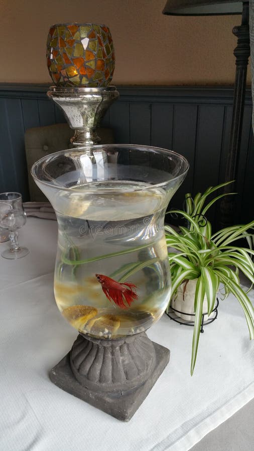 Siamese fighting fish stock image. Image of wine, orange - 68913267