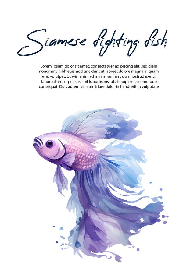 Siamese Fighting Fish, Vector, Illustration, White Background Stock Vector - Illustration of ...