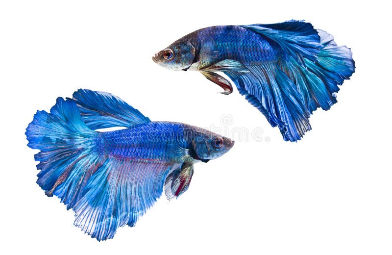 Betta Fishes, Siamese Fighting Fish Isolated on White Background Stock ...