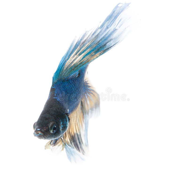 Siamese Fighting Fish Isolated on White Background Stock Image - Image ...