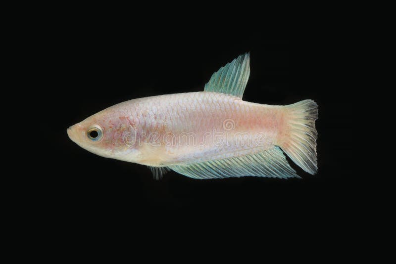 Siamese Fighting Fish White Color Female in the Dark Stock Image ...