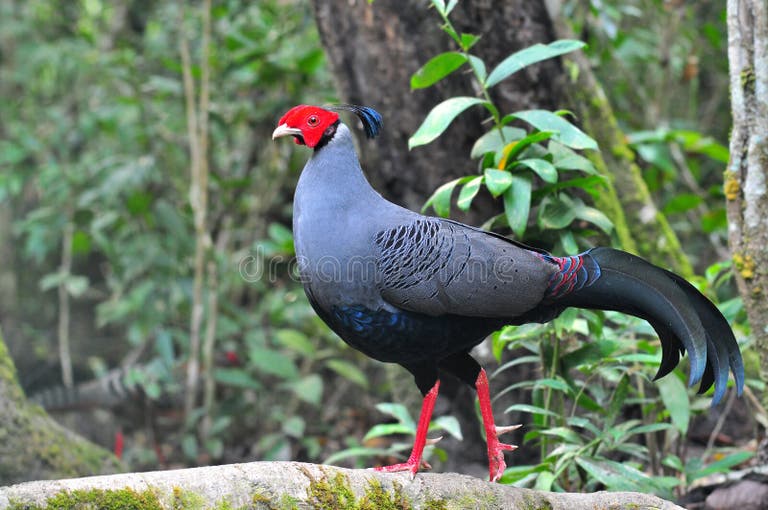Siamese fireback bird stock image. Image of avian, fast - 21578291