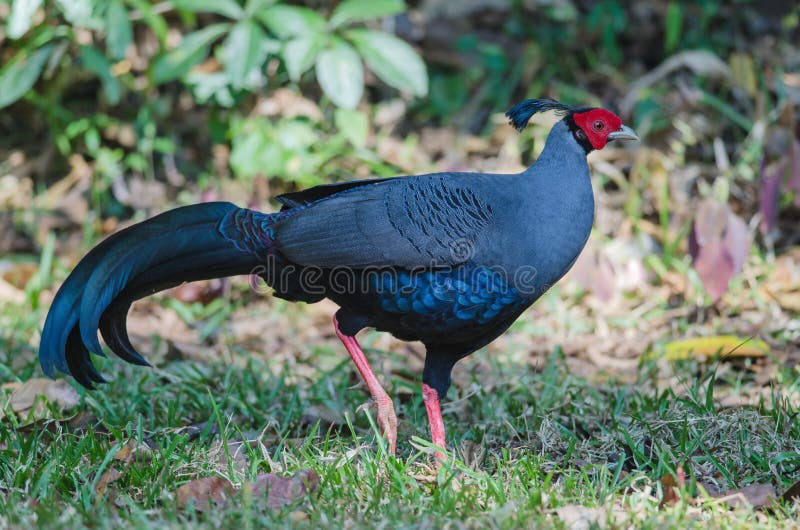 Siamese Fireback or Diard`s Fireback Stock Photo - Image of female ...