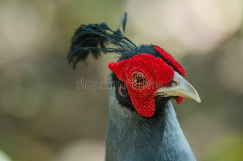 Siamese Fireback or Diard`s Fireback Stock Photo - Image of magnificent ...