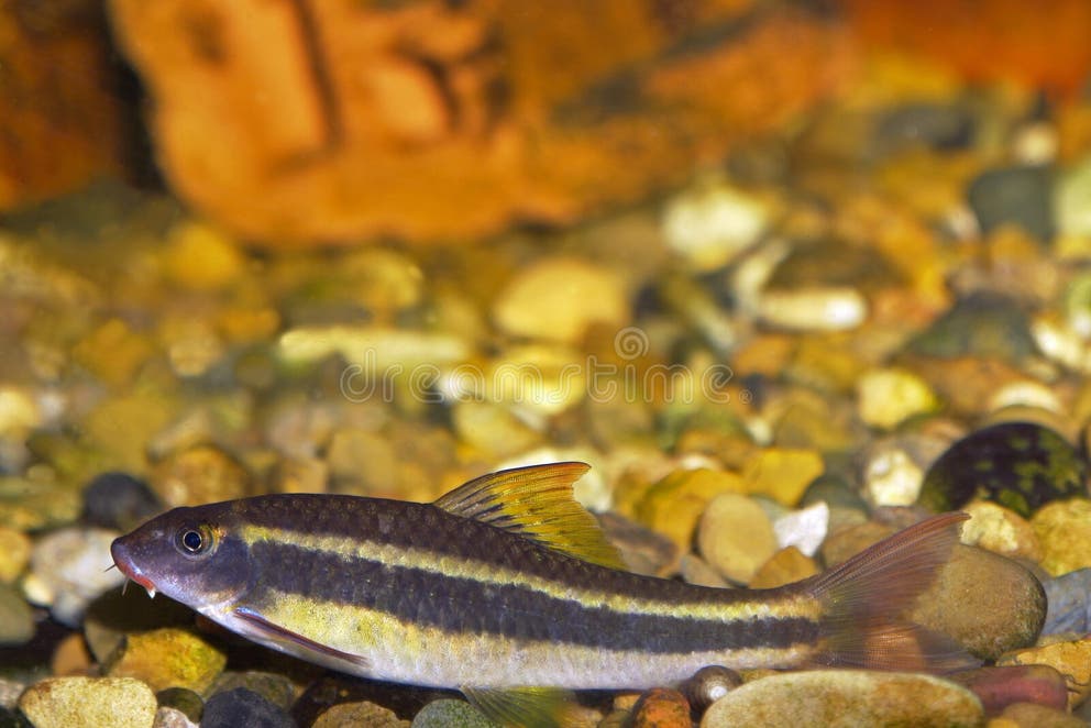 Siamese Flying Fox stock image. Image of kalopterus, aquarium - 13404751