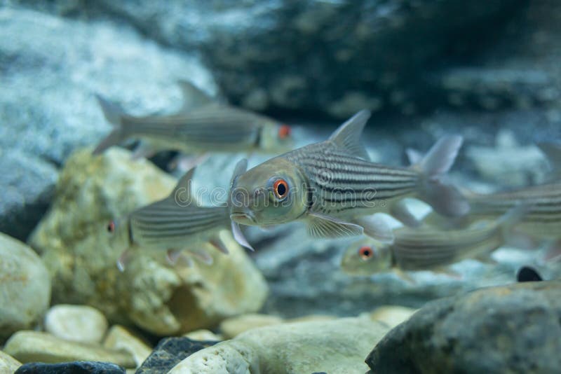 Siamese Giant Carp, Giant Barb Fish at Thailand River Stock Image ...