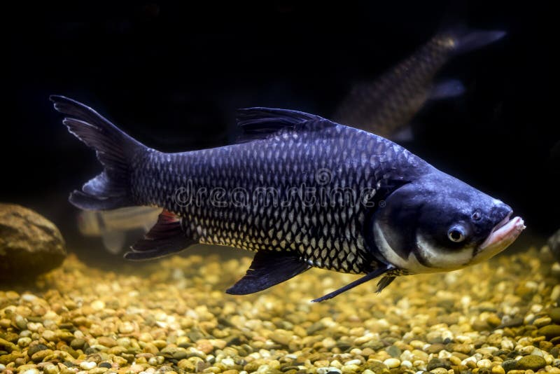 Siamese Giant Carp, Giant Barb Fish Stock Photo - Image of aquatic ...