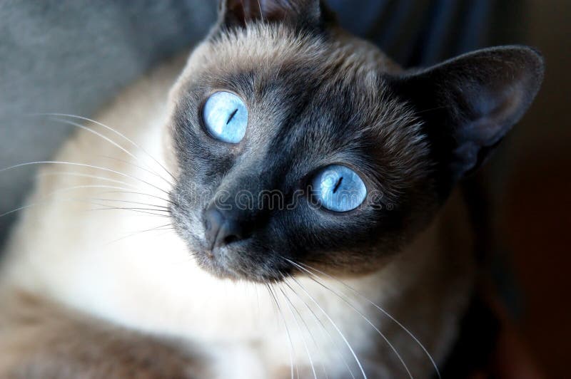 Siamees kat stock afbeelding. Image of bont, dier, huisdier - 12402987