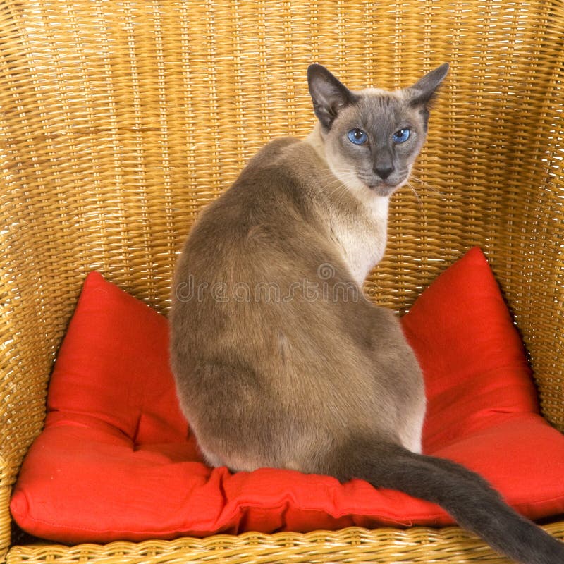 Siamese kat stock foto. Image of siamees, binnenlands - 6862726
