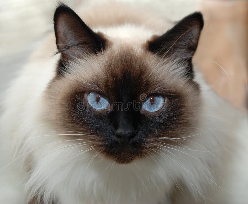 Siamese Kat Met Blauwe Ogen Stock Foto - Afbeelding bestaande uit bont ...