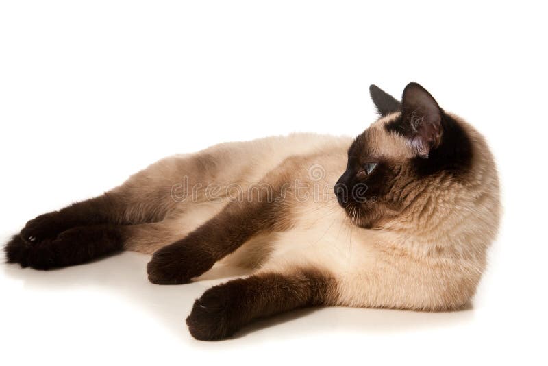 Siamese katt arkivfoto. Bild av litet, siamesisk, fluffigt - 9797242