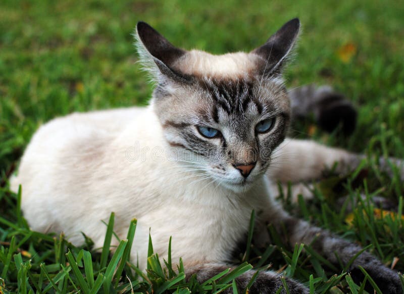 Siamese katt arkivfoto. Bild av gräs, vitt, ögon, pott - 14926498