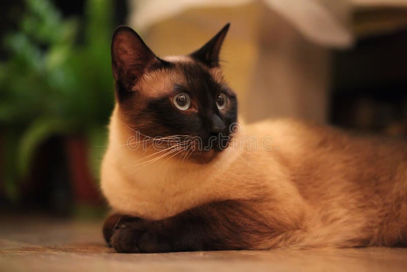 Siamkatt fotografering för bildbyråer. Bild av angus - 36742907