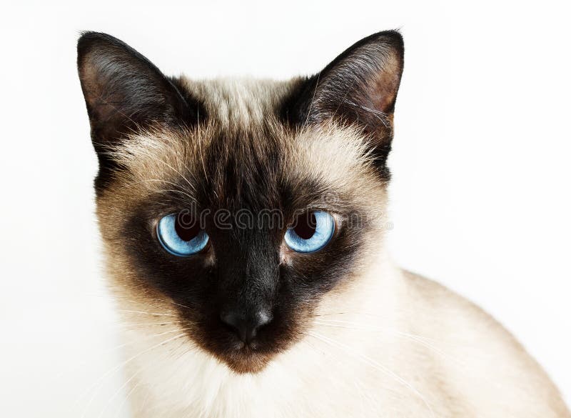 Siamese Katt Bild. Bild: 90356332