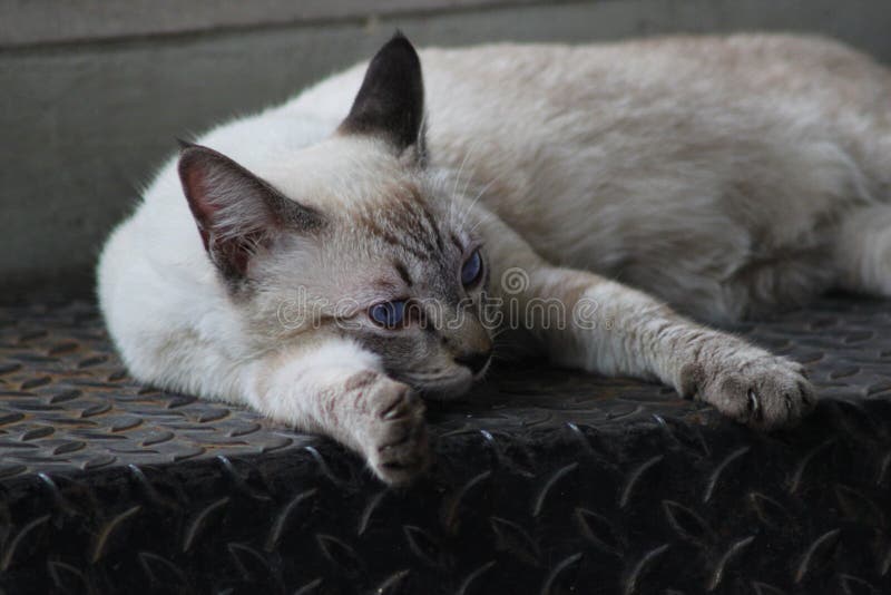 Siamese katt arkivfoto. Bild av järnhand, angus, breckenridge - 78649540