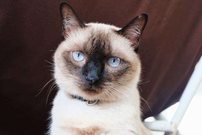 Siamese katt arkivfoto. Bild av svart, ögon, thai, härlig - 92440222