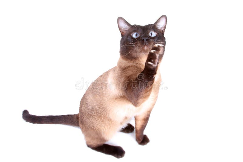 Siamese katt arkivfoto. Bild av litet, siamesisk, fluffigt - 9797242