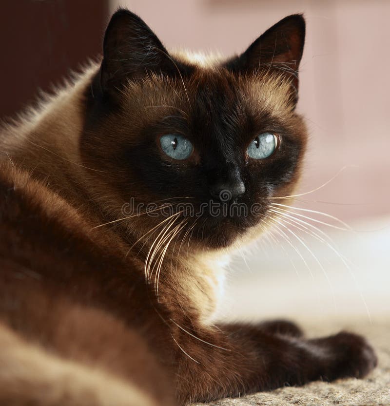 Siamese Katt Bild. Bild: 105661848