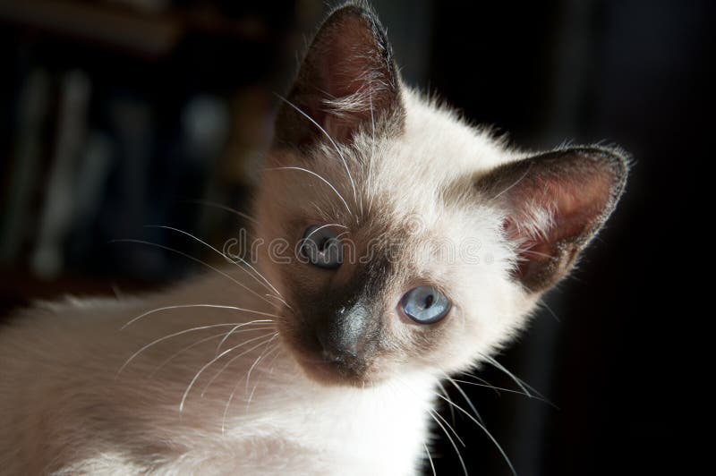 Siamese kitten stock image. Image of nature, east, hair - 20305817