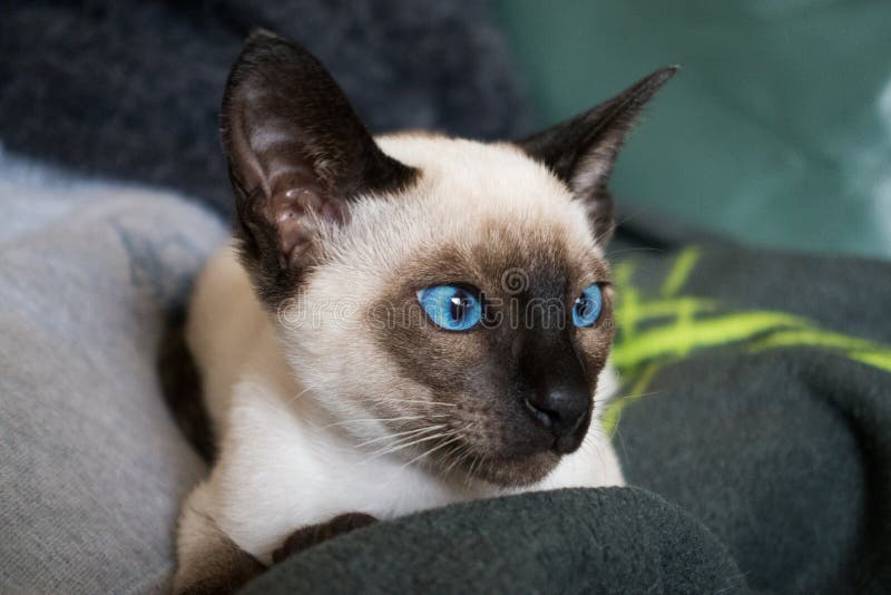 Siamese kitten stock image. Image of feline, baby, siamese - 46332279