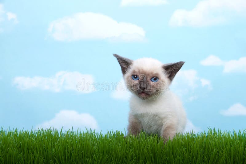 The kitten-munchkin stock image. Image of tail, cuddly - 2890491