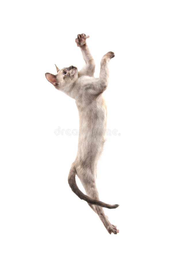 Cute Playful Kitten Paws Up Air Stock Photos - Free & Royalty-Free ...