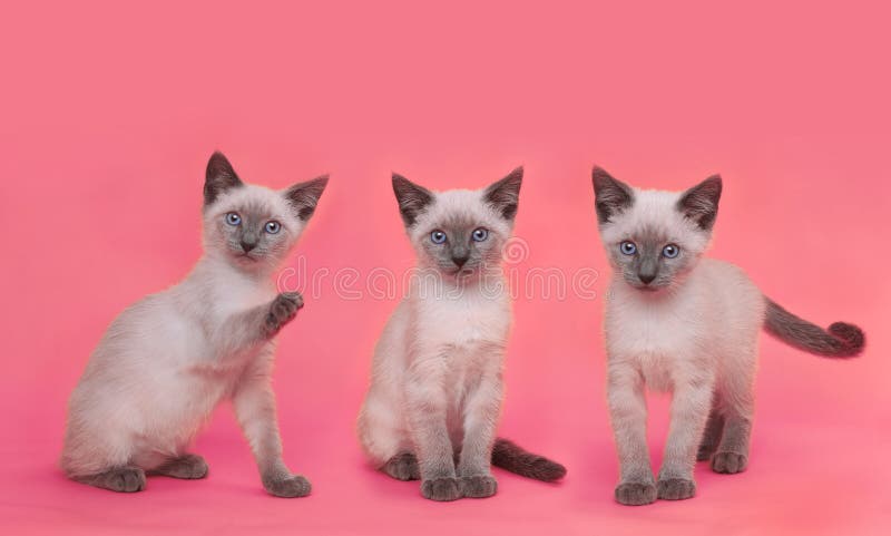 Siamese Kittens Celebrating a Birthday with Hats Stock Image - Image of ...