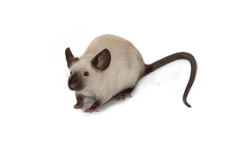 Siamese Mouse On A White Background Stock Photo - Image: 54351589