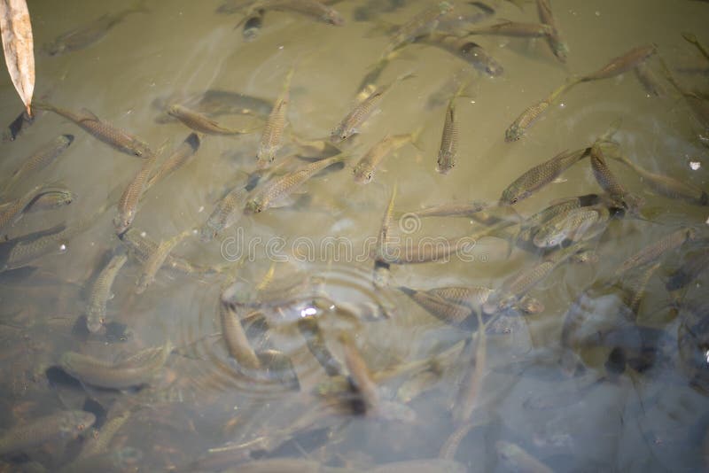 Siamese Mud Carp Fish in Water Stock Image - Image of aquarium, food ...