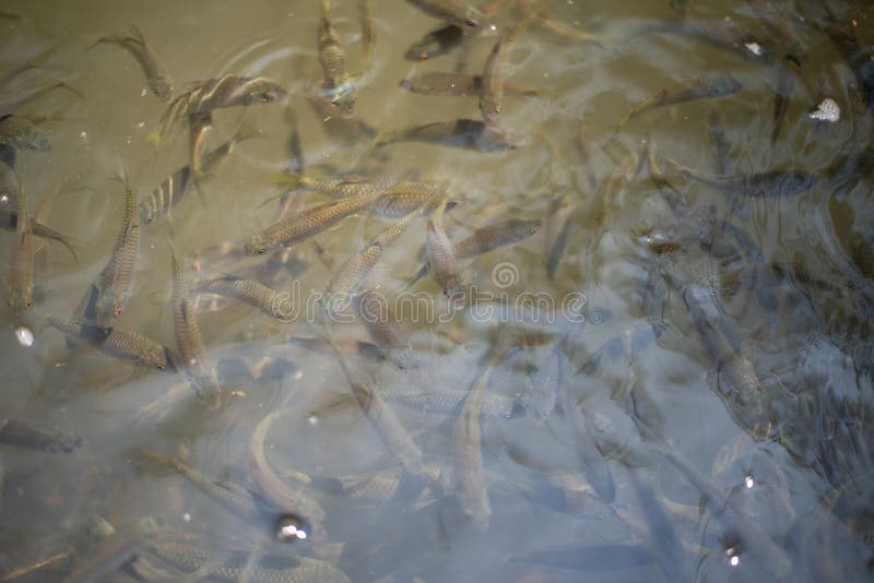 Siamese Mud Carp Fish in Water Stock Photo - Image of marine, fish ...