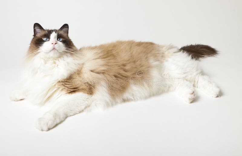 Siamese Ragdoll Cat stock photo. Image of doll, eyes - 25652358