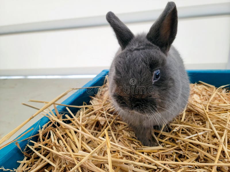 143 Siamese Rabbit Stock Photos - Free & Royalty-Free Stock Photos from ...