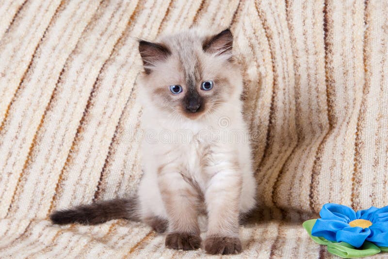 Siamese or Siberian Neva Masquerade Kitten Stock Photo - Image of ...