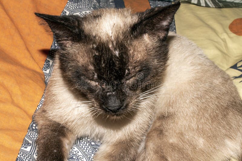 Siamese Street Cat.a Fighting Siamese Cat with Scars.a Wounded Siamese ...