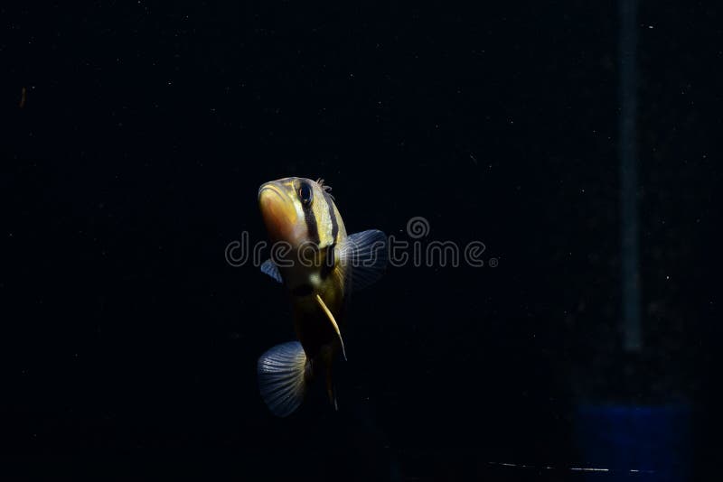 SIAMESE TIGER FISH stock image. Image of wildlife, tropical - 63065513