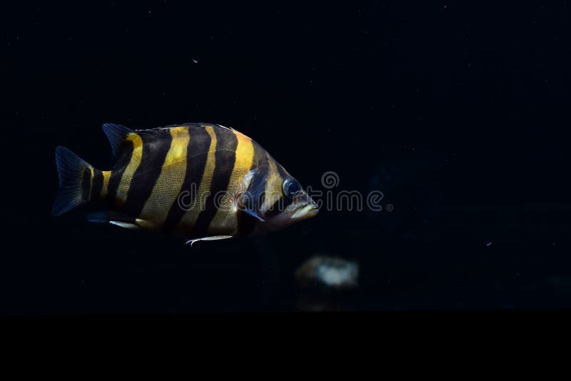 Siamese tiger fish stock image. Image of patience, yellow - 63065567