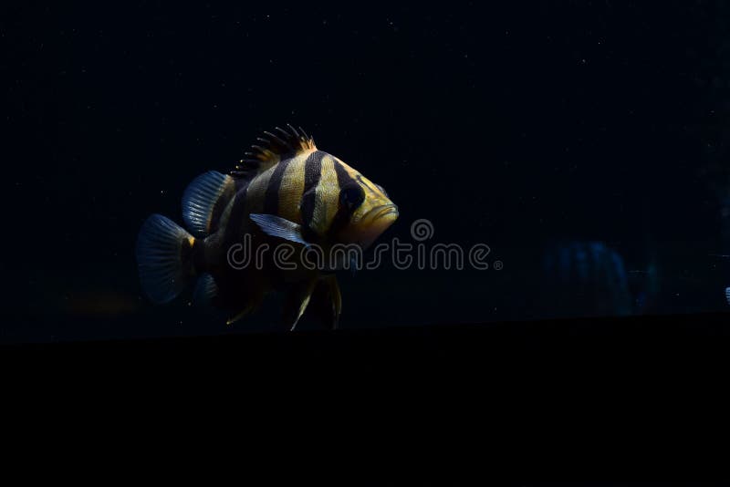 Siamese tiger fish stock photo. Image of lyon, sumatra - 63066256