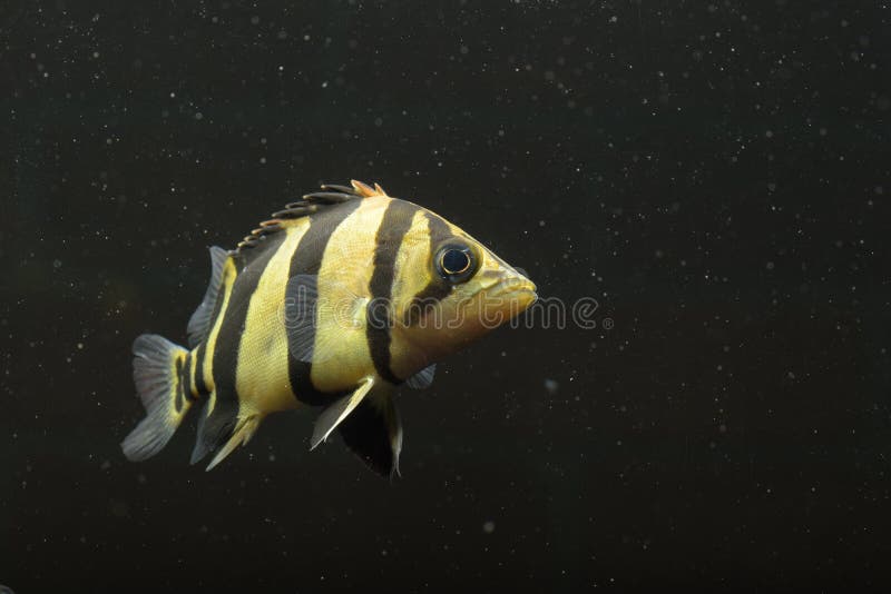 Siamese tiger fish stock photo. Image of wildlife, tigerfish - 65030320