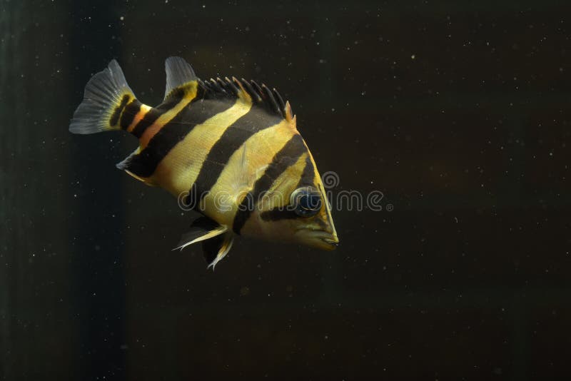 Siamese tiger fish stock photo. Image of sumatra, aquarium - 65030454
