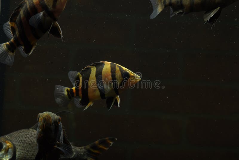 Siamese tiger fish stock photo. Image of barbus, white - 65030740